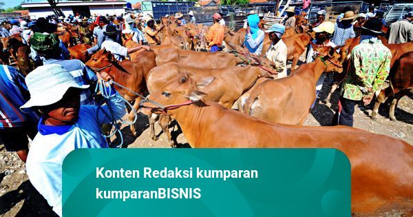 Daging Sapi Mahal Bikin Pedagang Siap Mogok, Kementan: Stok Aman Sampai ...
